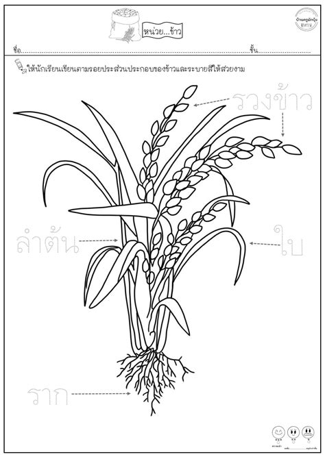 หน่วย ข้าว 🌾 สื่อใบงานปฐมวัยบ้านครูผักบุ้ง Facebook