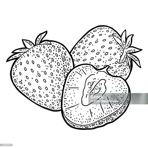 딸기를 통째로 썰어 드시면 됩니다 조각 빈티지 벡터 블랙 일러스트 딸기에 대한 스톡 벡터 아트 및 기타 이미지 딸기 에칭