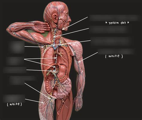Lymph Node Classes Diagram Quizlet