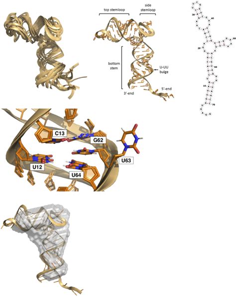 A Superposition Of The 10 Nmr Structures Of Denvslatl Left The Download Scientific Diagram