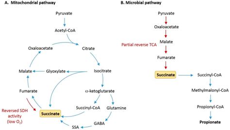 Pathways For Production Of Succinate By Host Cells And Gut Microbiota Download Scientific