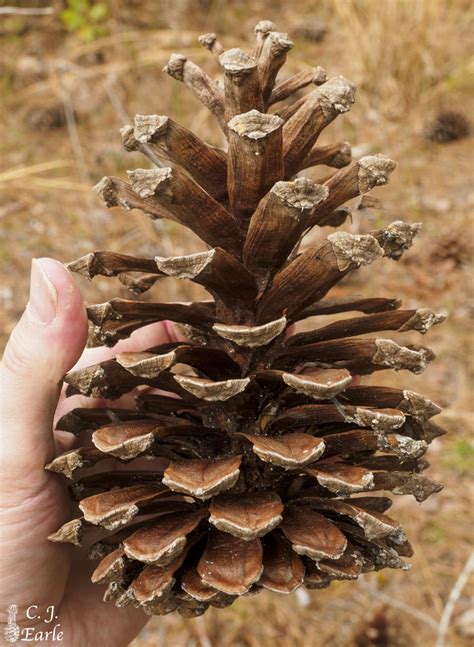 Pinus Palustris Longleaf Pine Description The Gymnosperm Database