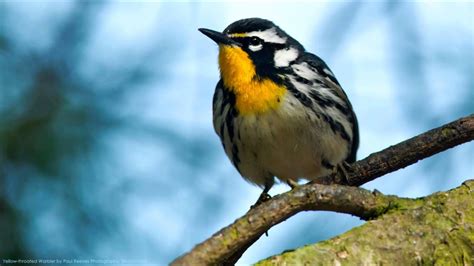 Blackburnian Warbler Range