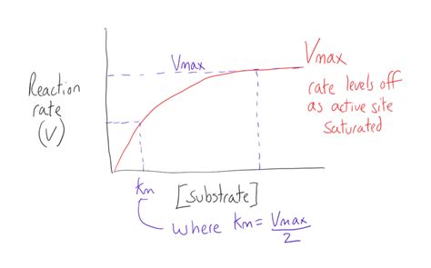 Kinetics Control Of Enzyme Activity Mcat Content