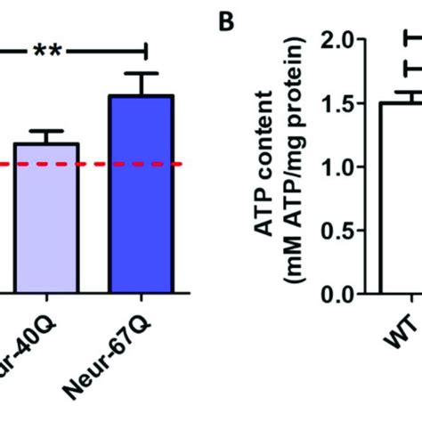 Cag Repeat Expansion In Neurons Disrupts Mitochondrial Function Download Scientific Diagram
