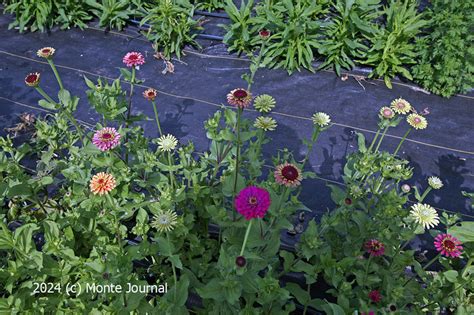 New Brooklyn Farm Fresh Flower Business Making People Smile Monte Journal