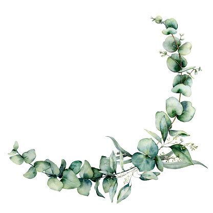 Aquarell Eukalyptus Grenze Hand Bemalt Eukalyptus Zweig Und Blätter