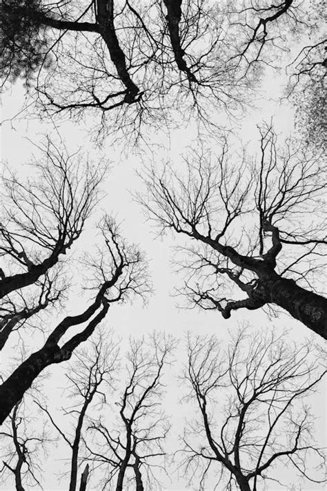 минск минская область 가지 감기 겨울 경치 경치가 좋은 계절 계절성 고독 고요한 공원 공중 나무 나무 껍질 나무 둥치 날씨