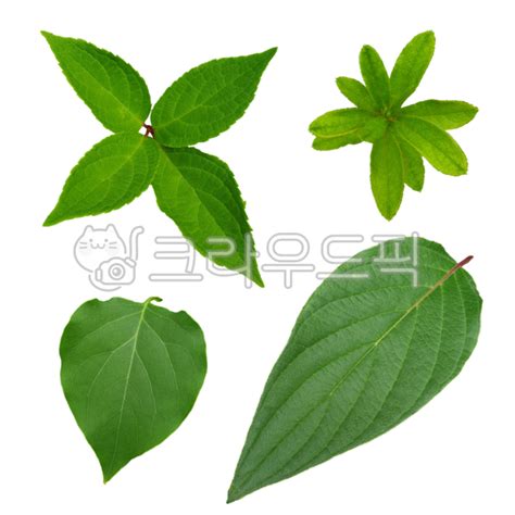 나무 잎 잎사귀 이파리 Png 사진 이미지 일러스트 캘리그라피 유리뽁수작가