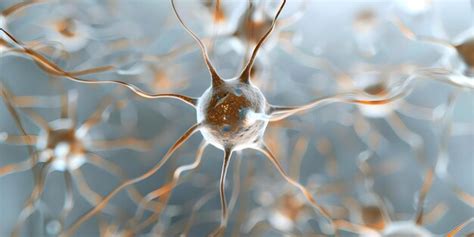 Refining Neural Network Development With Precision Insights From