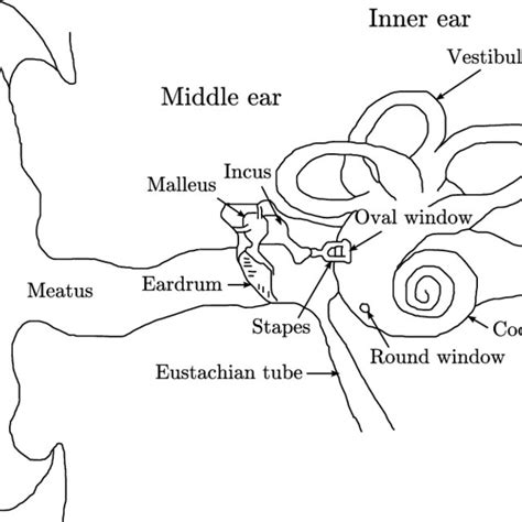 3 The Structure Of The Peripheral Auditory System Inspired From [50] Download Scientific