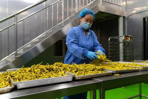 跟着总书记看中国｜小黄花 大产业