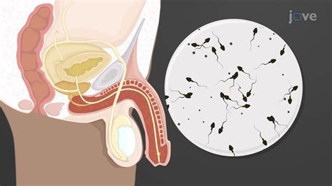 Video Sperm Structure And Semen Composition