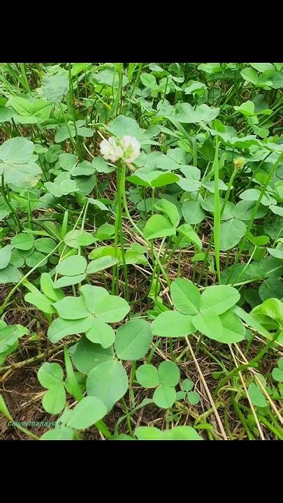 [clover] Photo Collection Page 187 한 장소여서 자란 네잎 다섯잎 그리고 여섯잎클로버 D Iiowrnd Youtube