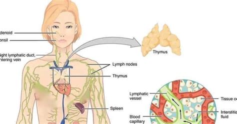 How To Unclog Lymph Nodes And Keep Your Lymph System Flowing Kay Douglas Posted On The Topic
