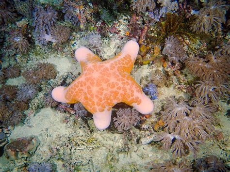 See What I Found Spongebob R Diving