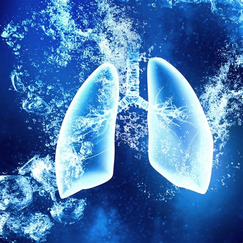 Researchers Map Cellular Landscape Of The Developing Human Lung
