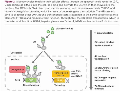 Glucocorticoids Function