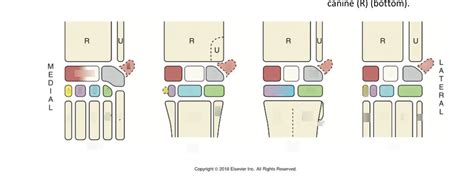 Diagram Of Anatomy Metacarpal Bones Quizlet