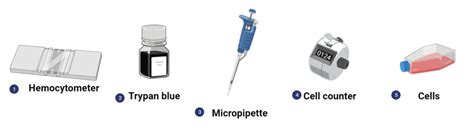 Counting Viable Cells Nc Dna Day Blog