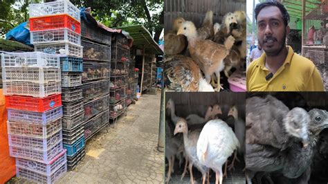 355 ১৫০০ টাকা জোড়া এডাল্ট তিতির টাইগার কোয়েল কাদানাথ । Shorif And Chicken Bd। Youtube