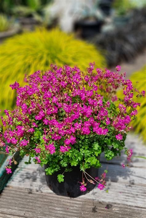 Geranium Genesis Plant Marketing Ltd