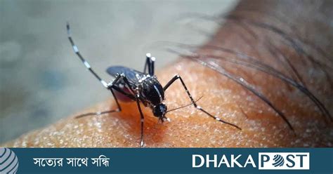 ডেঙ্গু আক্রান্ত হয়ে আরও ১৬৩ জন হাসপাতালে