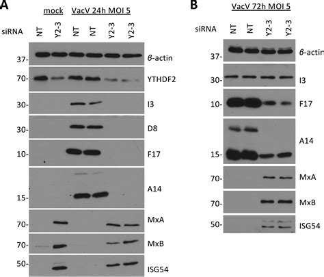 Ythdf2 Is Downregulated In Response To Host Shutoff Induced By Dna