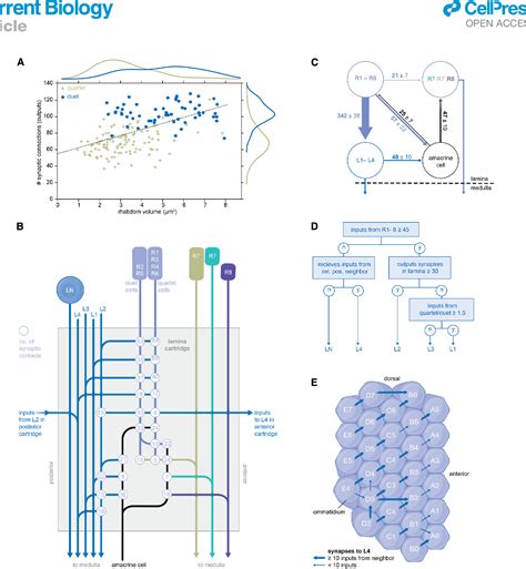 Figure 1 From A Complete Reconstruction Of The Early Visual System Of An Adult Insect Semantic