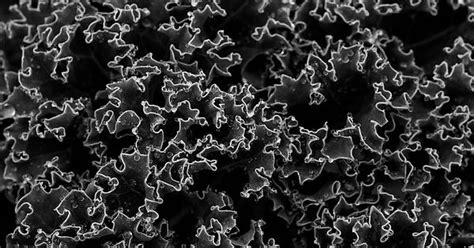 Brassica Oleracea Album On Imgur