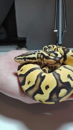 Python Regius Firefly Python Regius Firefly