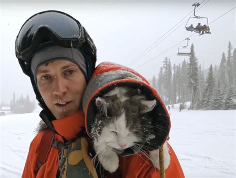 Meet Gary The Skiing Cat Of The Canadian Rockies Unofficial Networks