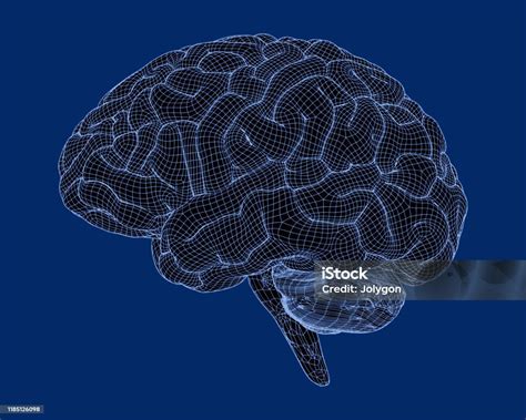 블루 Bg에 고립 된 3d 디지털 와이어 프레임 뇌 3차원 형태에 대한 스톡 벡터 아트 및 기타 이미지 3차원 형태 개념 건강관리와 의술 Istock