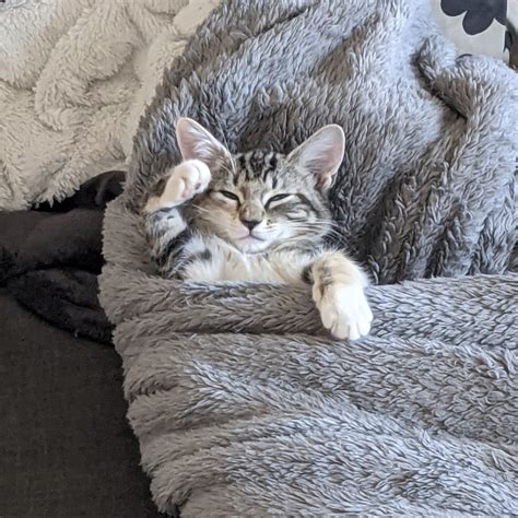 Signing Off Kitty Nap Time Oc Raww