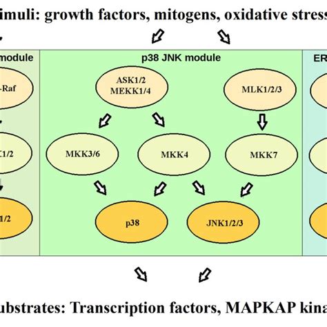 Canonical Map Kinase Pathways Download Scientific Diagram