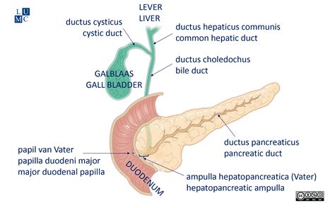 Slagter Drawing Biliary System Latin And English Labels Anatomytool