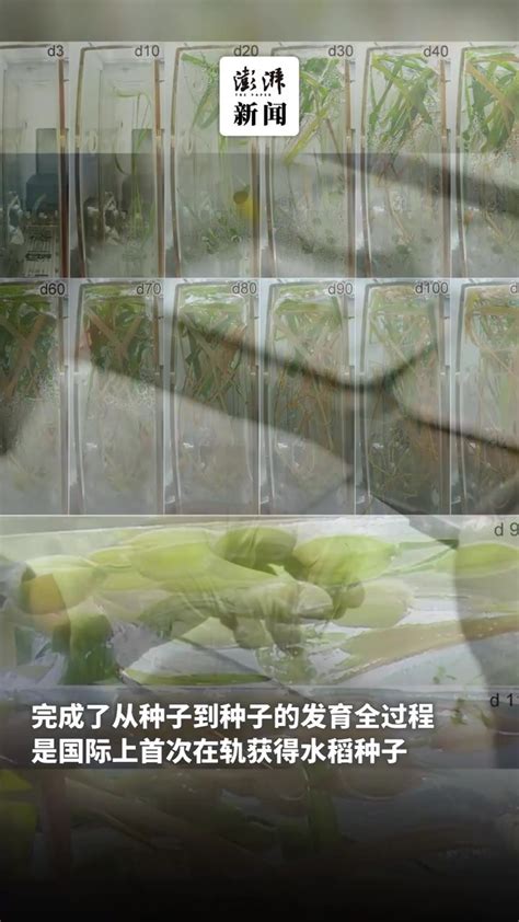 我国在国际上首次完成水稻全生命周期空间培养实验 凤凰网视频 凤凰网