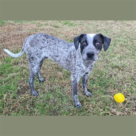 Braxley Medium Male German Shorthaired Pointer X Australian Stumpy