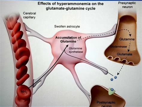 Mcdb 151 Lecture 2 Flashcards Quizlet
