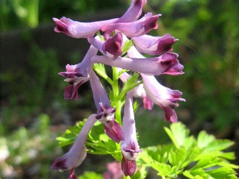 ムラサキケマン Corydalis incisa かぎけん花図鑑
