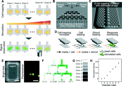 Multi Parameter Quantitative Mapping Of Microfluidic Devices At Hudson