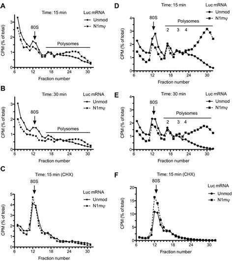 Incorporation Of N1m In Luc Mrna Increases The Fraction Of Translated