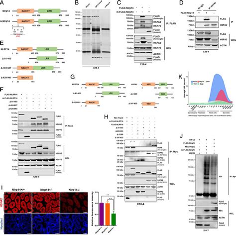 Identification Of Nlrp14 As A Key Regulator Of Pgclc Differentiation
