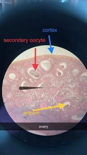 Histology Of Female Reproductive System Flashcards Quizlet
