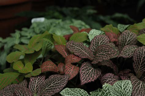 Exotic Grass Leaves Free Photo On Pixabay Pixabay