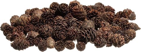 Pine Cones 100 Small Pine Cones 34 1 14 6 Oz Mini Black Spruce Pine
