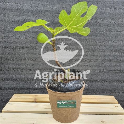 Brevo Planta Grande Agriplant