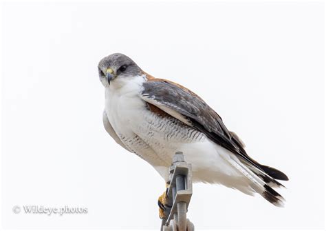 Red Backed Or Variable Hawk BirdForum