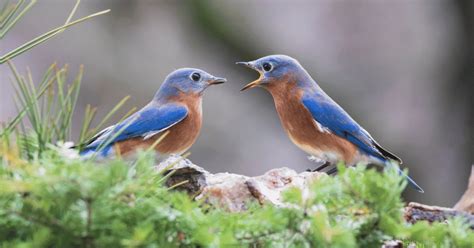 Eastern Bluebird 101 A Snapshot Guide With Fun Facts