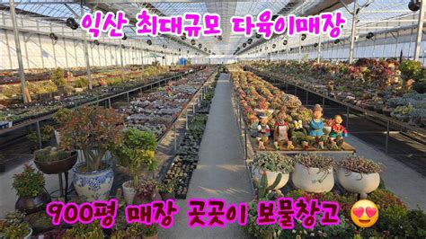 익산 최대규모 900평 곳곳이 각종 다육식물 묵둥이 천국 국민이 창 에오니움 선인장 하월시아 아프리카식물 두둘레야 각종화분 없는것이 없어요 다육이 모두랑다육 달콤한총각